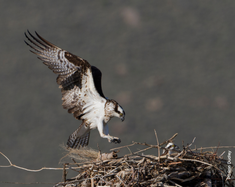 Osprey Fact Sheet – HawkWatch International