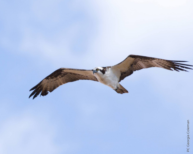 Osprey Fact Sheet – HawkWatch International