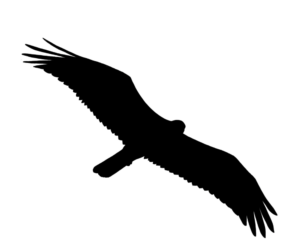 Osprey Fact Sheet – HawkWatch International