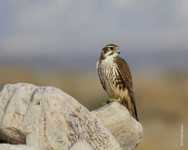 Prairie Falcon Fact Sheet – HawkWatch International
