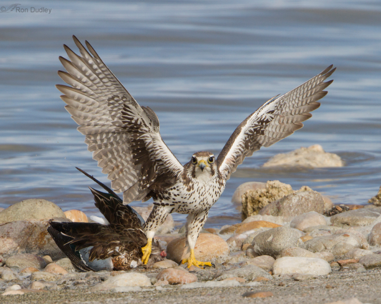 Prairie Falcon Fact Sheet – HawkWatch International