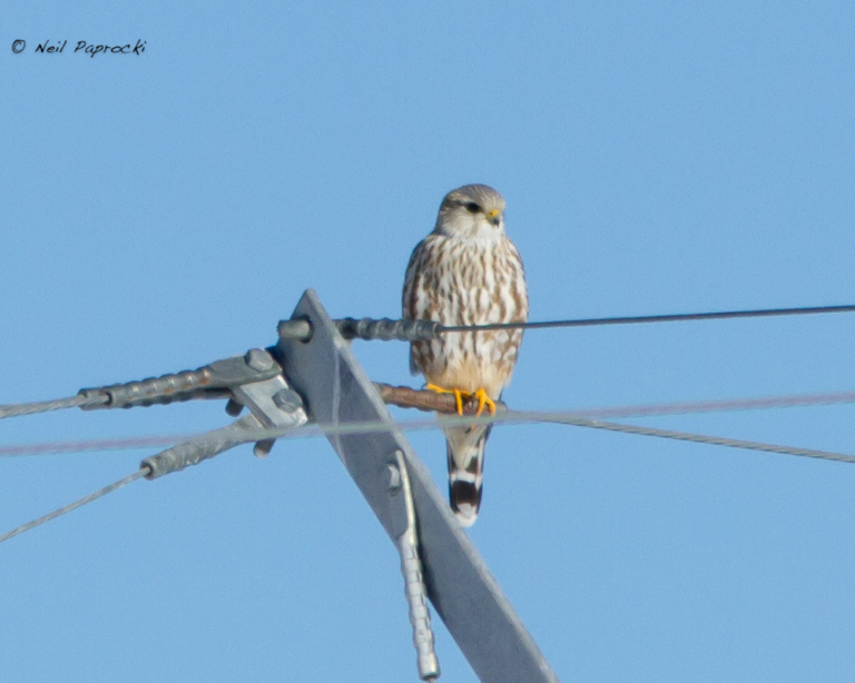 Merlin Fact Sheet – HawkWatch International