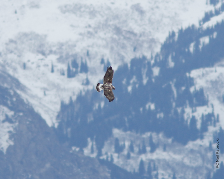 Rough-legged Hawk Fact Sheet – HawkWatch International