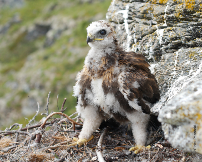 Rough-legged Hawk Fact Sheet – HawkWatch International