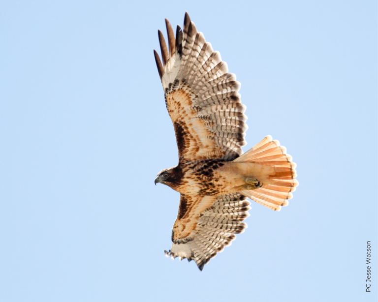 Red-tailed Hawk Fact Sheet – HawkWatch International
