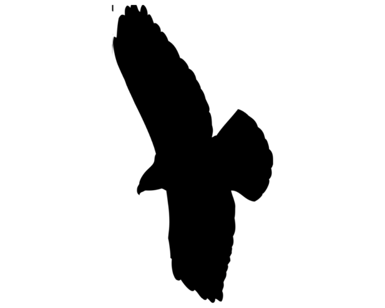 Red-tailed Hawk Fact Sheet – HawkWatch International