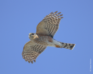 Sharp-shinned Hawk Fact Sheet – HawkWatch International