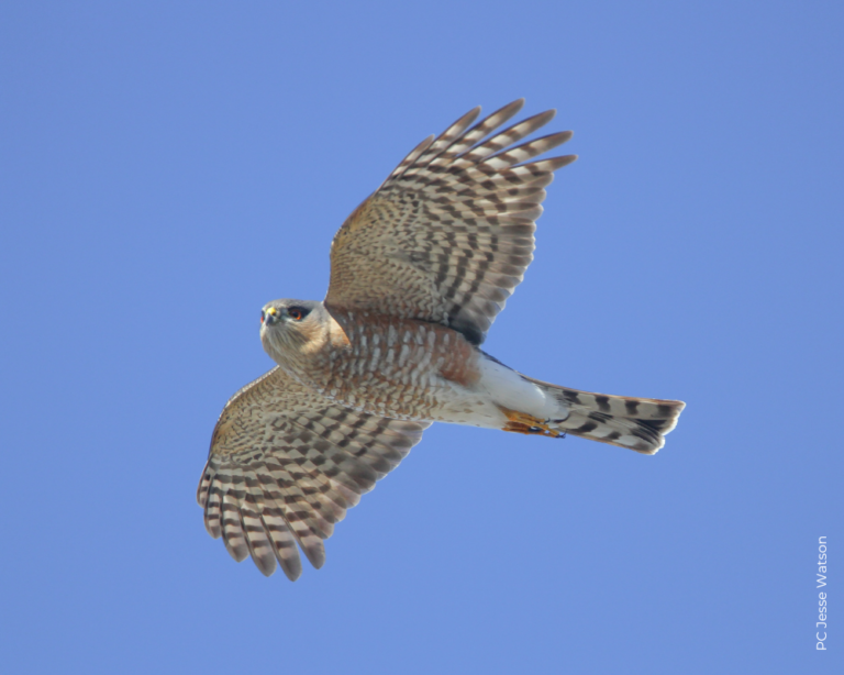Sharp-shinned Hawk Fact Sheet – HawkWatch International