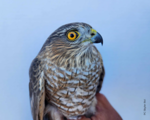 Sharp-shinned Hawk Fact Sheet – HawkWatch International
