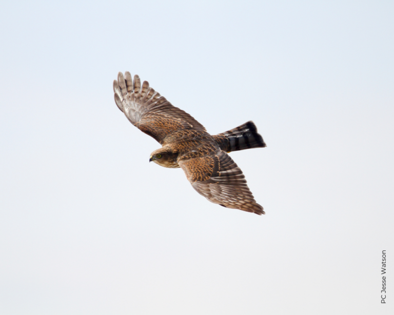 Sharp-shinned Hawk Fact Sheet – HawkWatch International