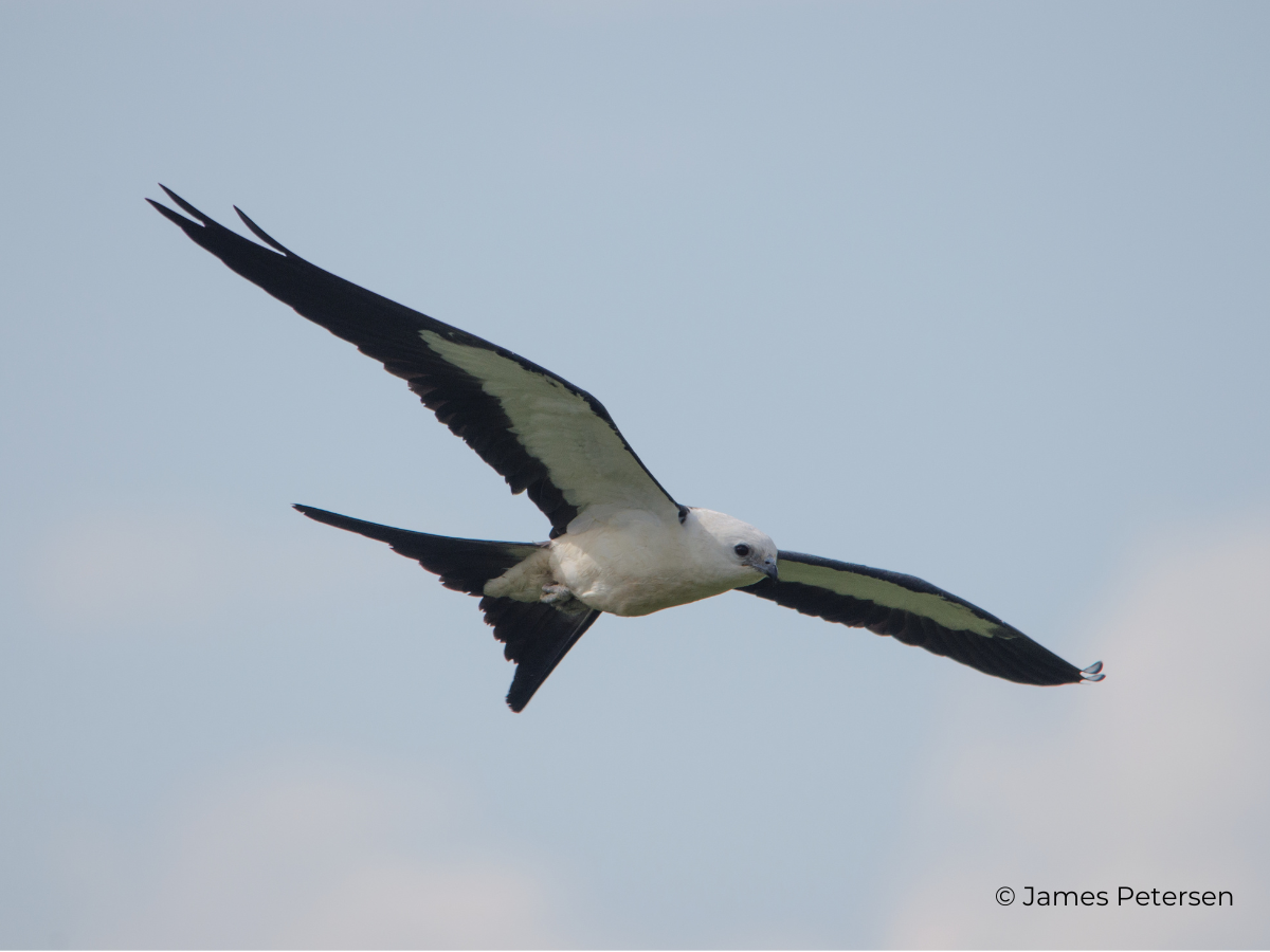 Swallow-tailed Kite Fact Sheet – HawkWatch International