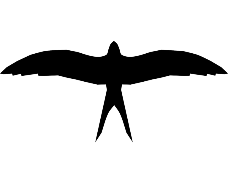 Swallow-tailed Kite Fact Sheet – HawkWatch International
