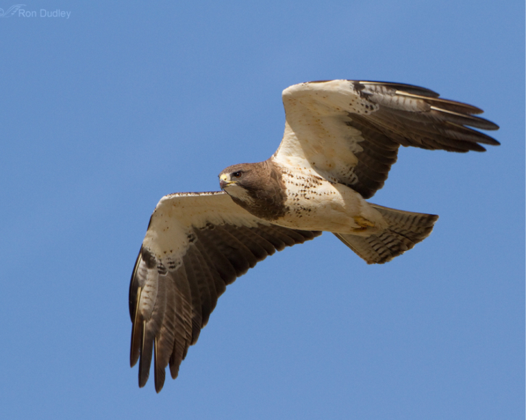 Swainson’s Hawk Fact Sheet – HawkWatch International