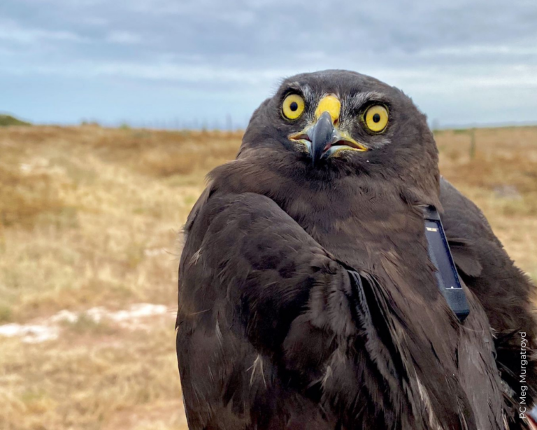 Black Harriers – HawkWatch International