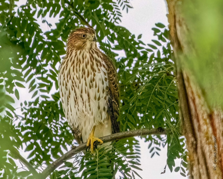 Cooper’s Hawk Fact Sheet – HawkWatch International