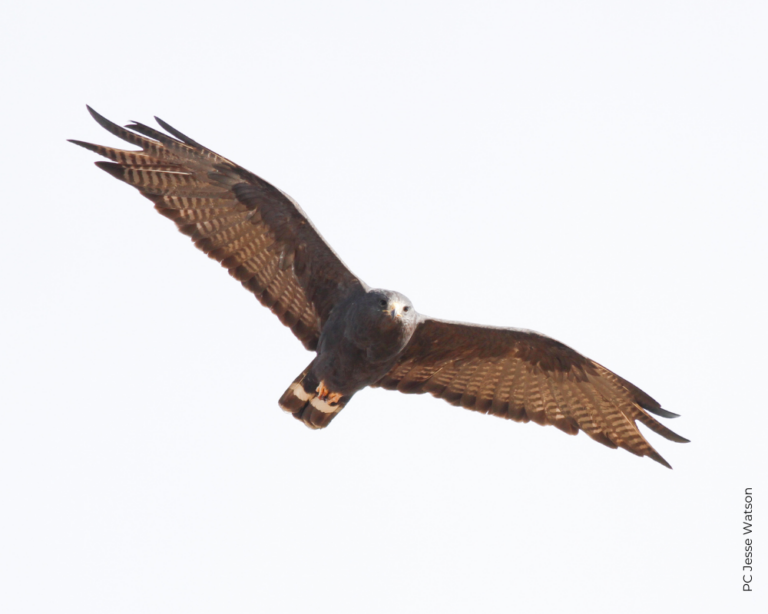 Zone-tailed Hawk Fact Sheet – HawkWatch International
