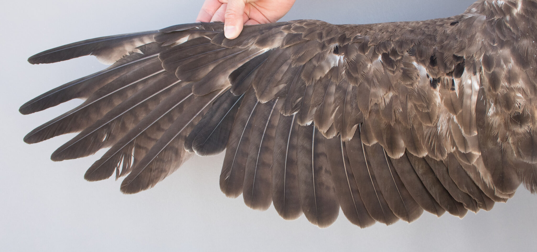 Raptor Vocab 101: Aging – HawkWatch International