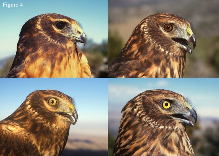 Eye Color in Raptors – HawkWatch International