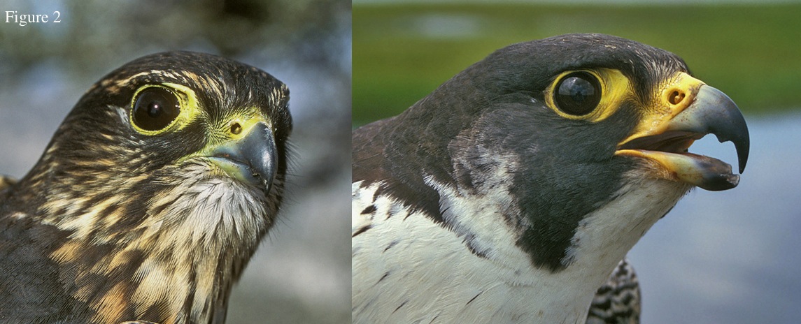 Eye Color in Raptors – HawkWatch International