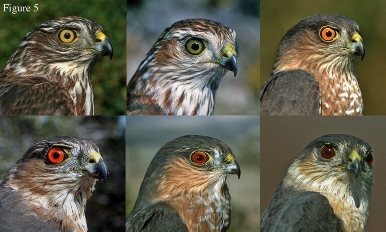 Eye Color in Raptors – HawkWatch International