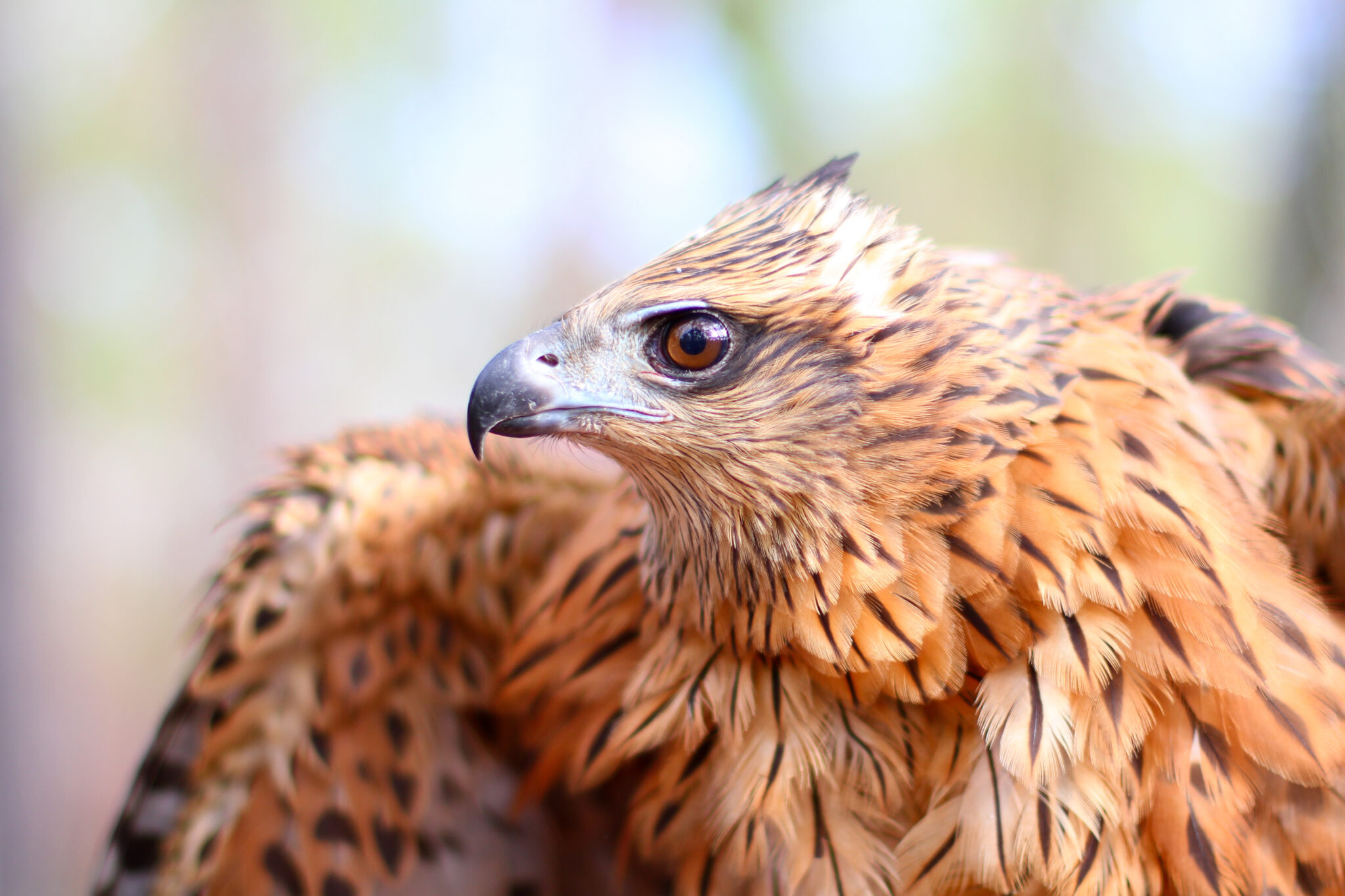 In Pursuit of Australia’s Red Goshawk – HawkWatch International