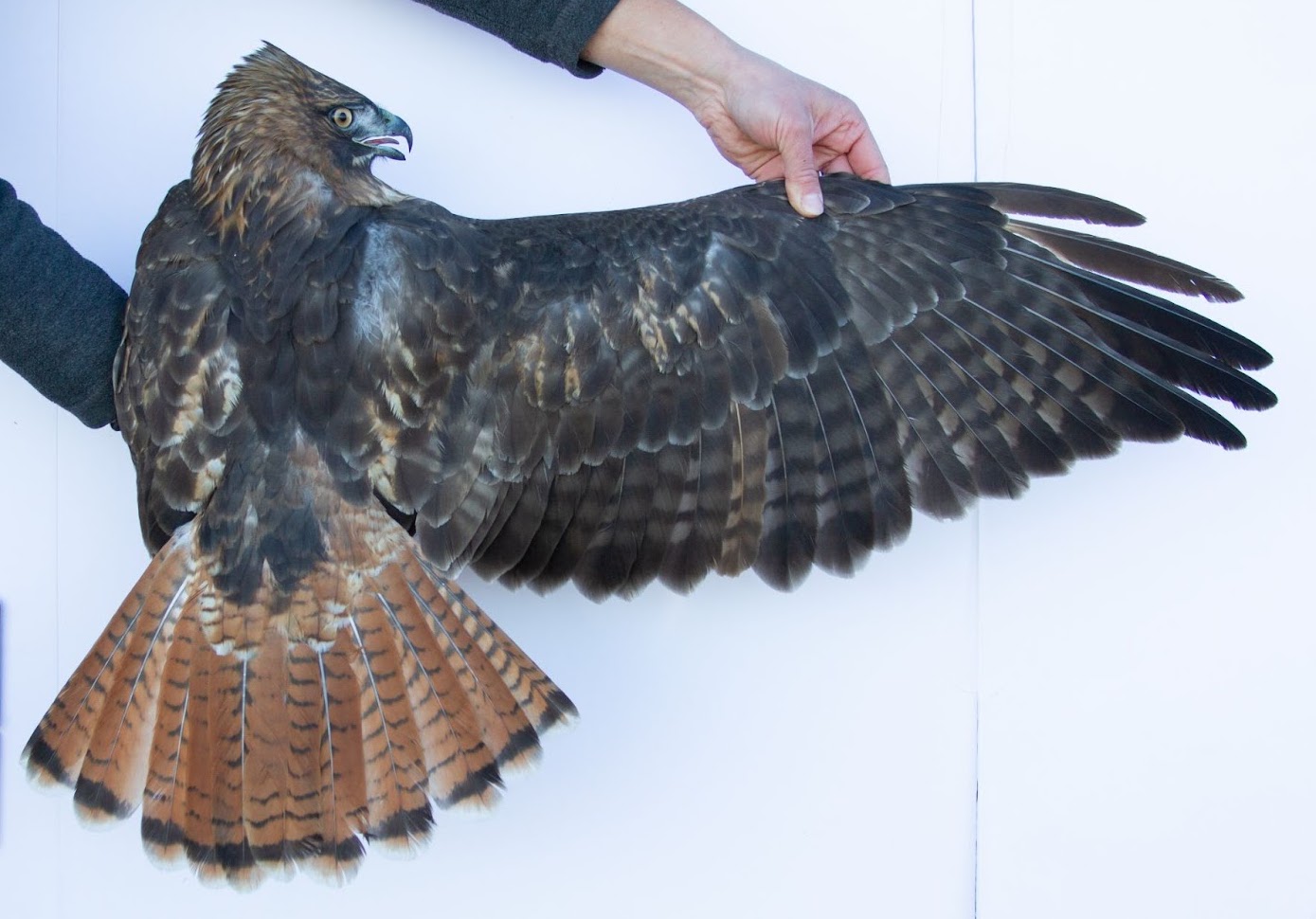 Raptor Vocab 101: Aging – HawkWatch International