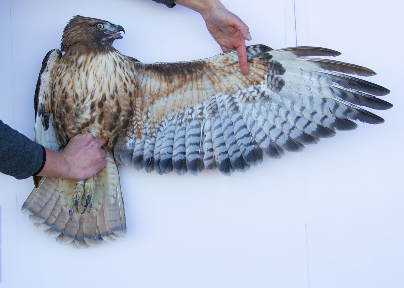 Raptor Vocab 101: Aging – HawkWatch International