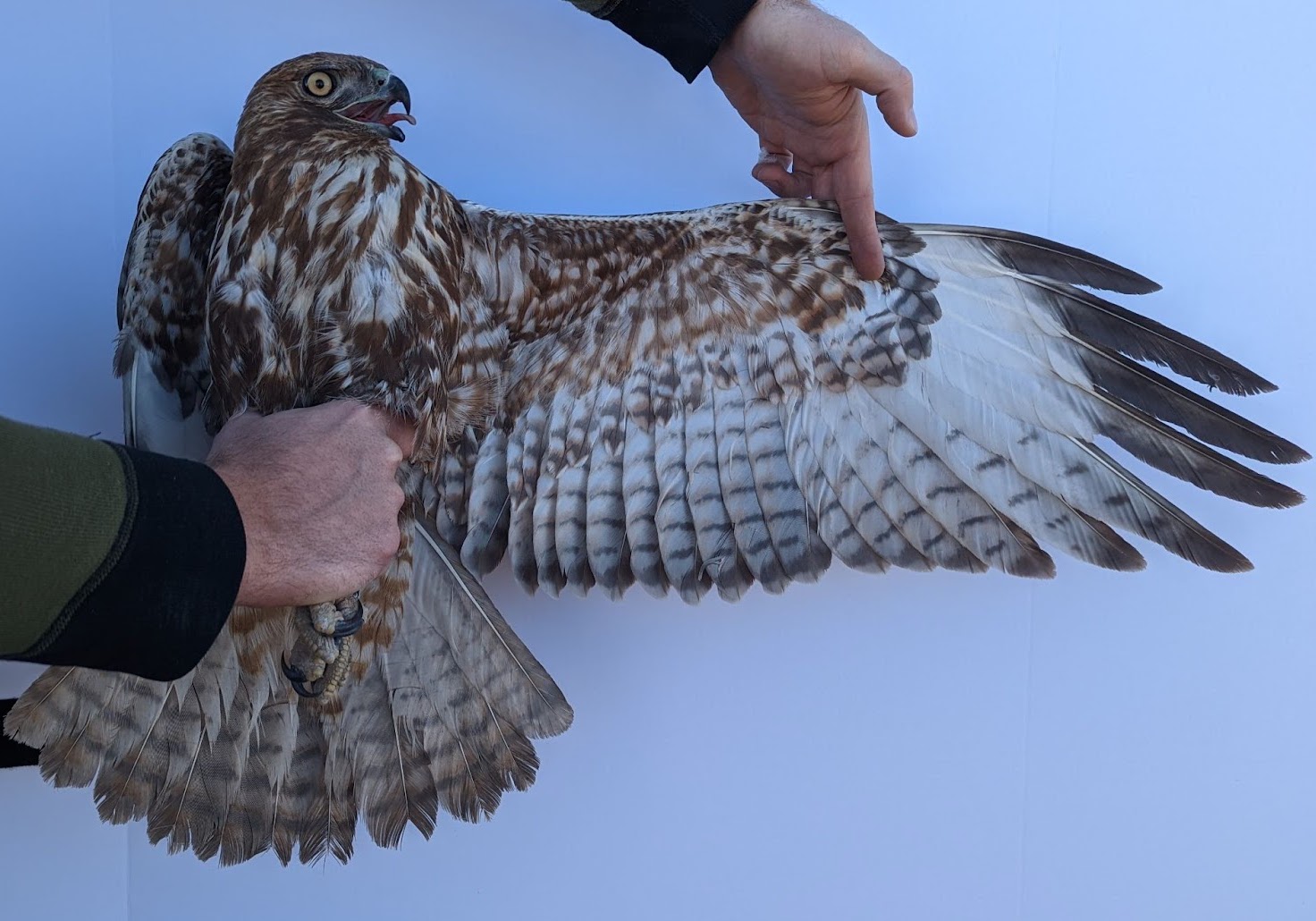 Raptor Vocab 101: Aging – HawkWatch International