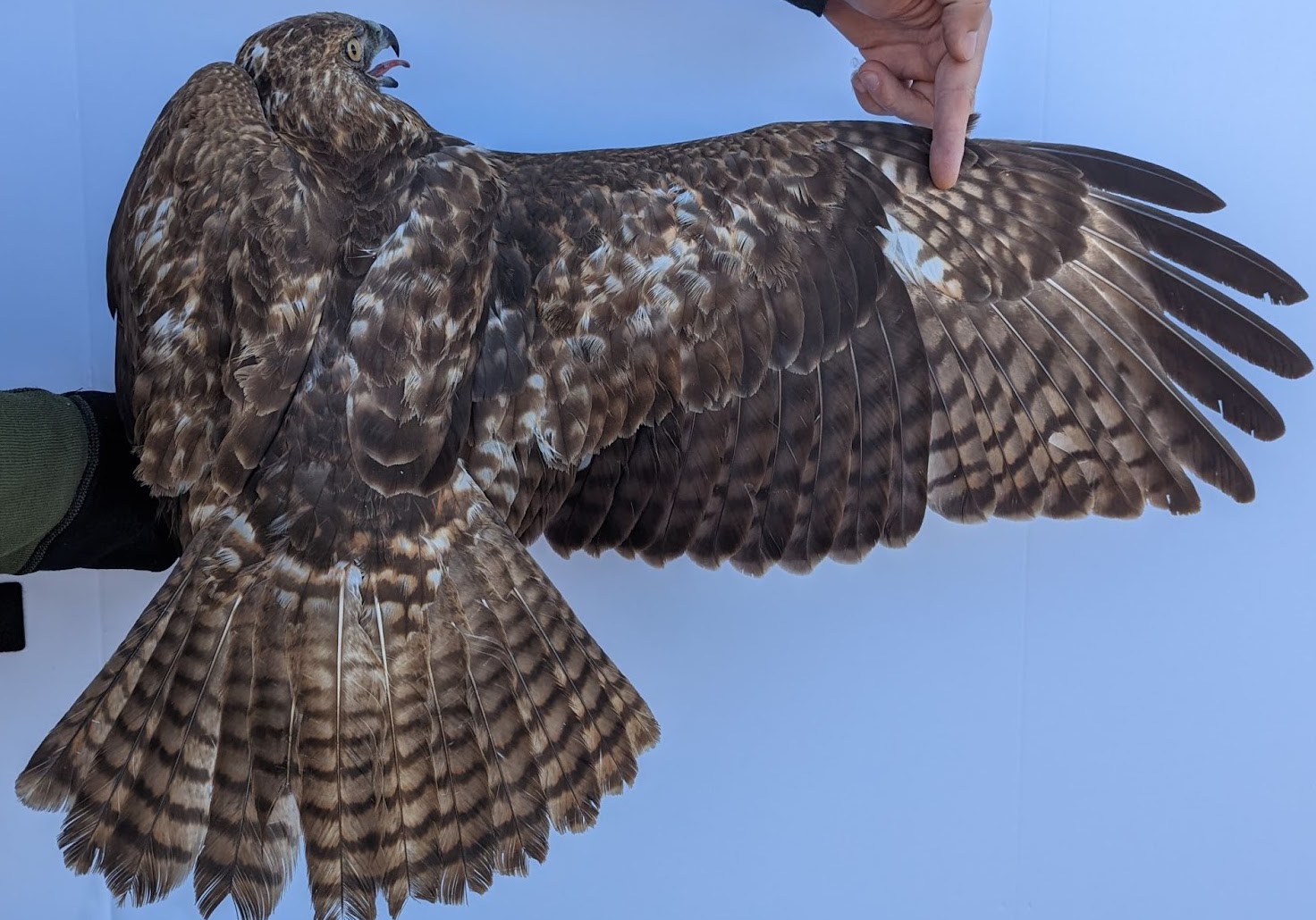 Raptor Vocab 101: Aging – HawkWatch International