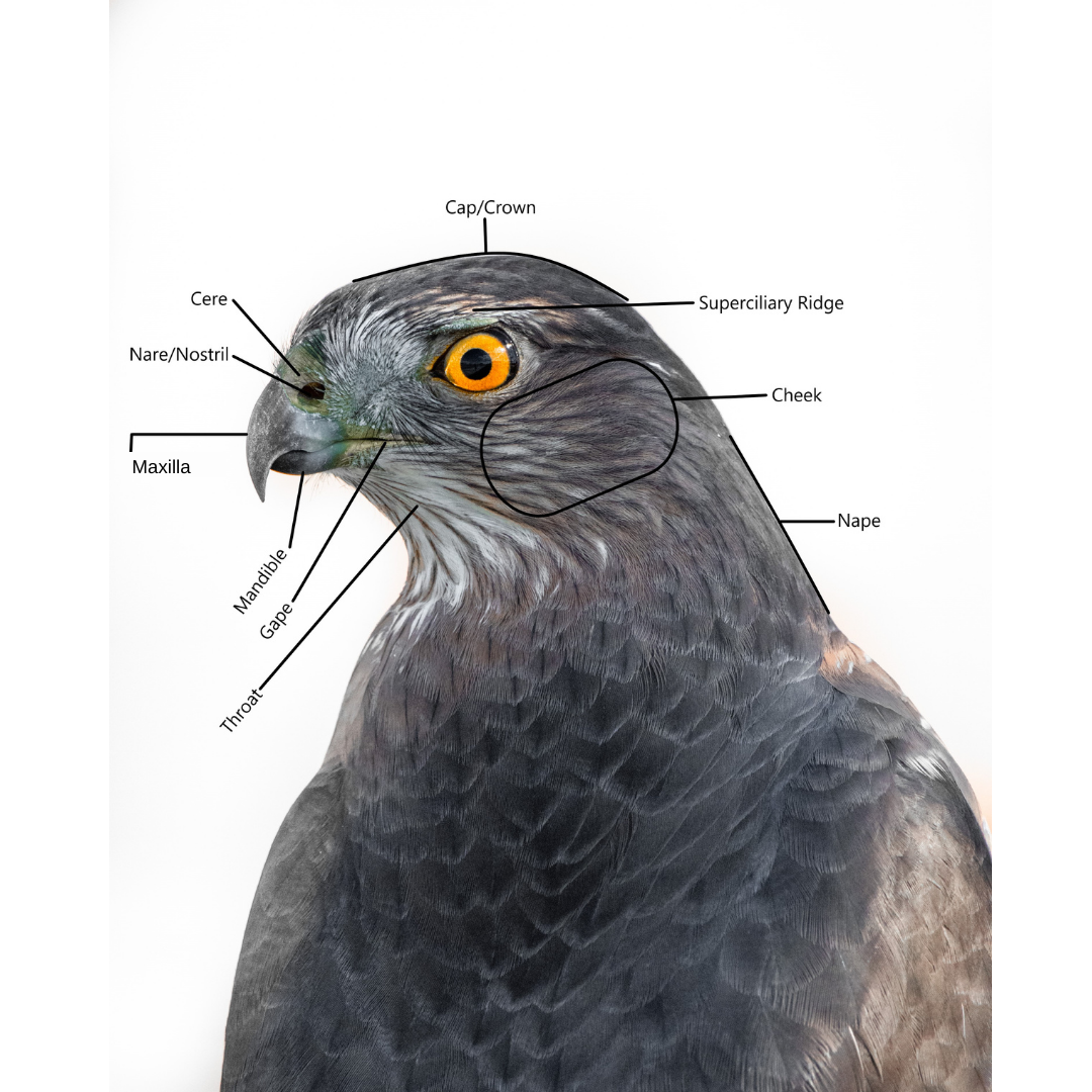 Raptor Vocab 101: Anatomy – HawkWatch International