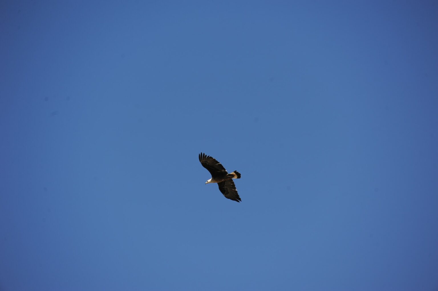 HawkWatch International – Conserving raptors and our shared environment