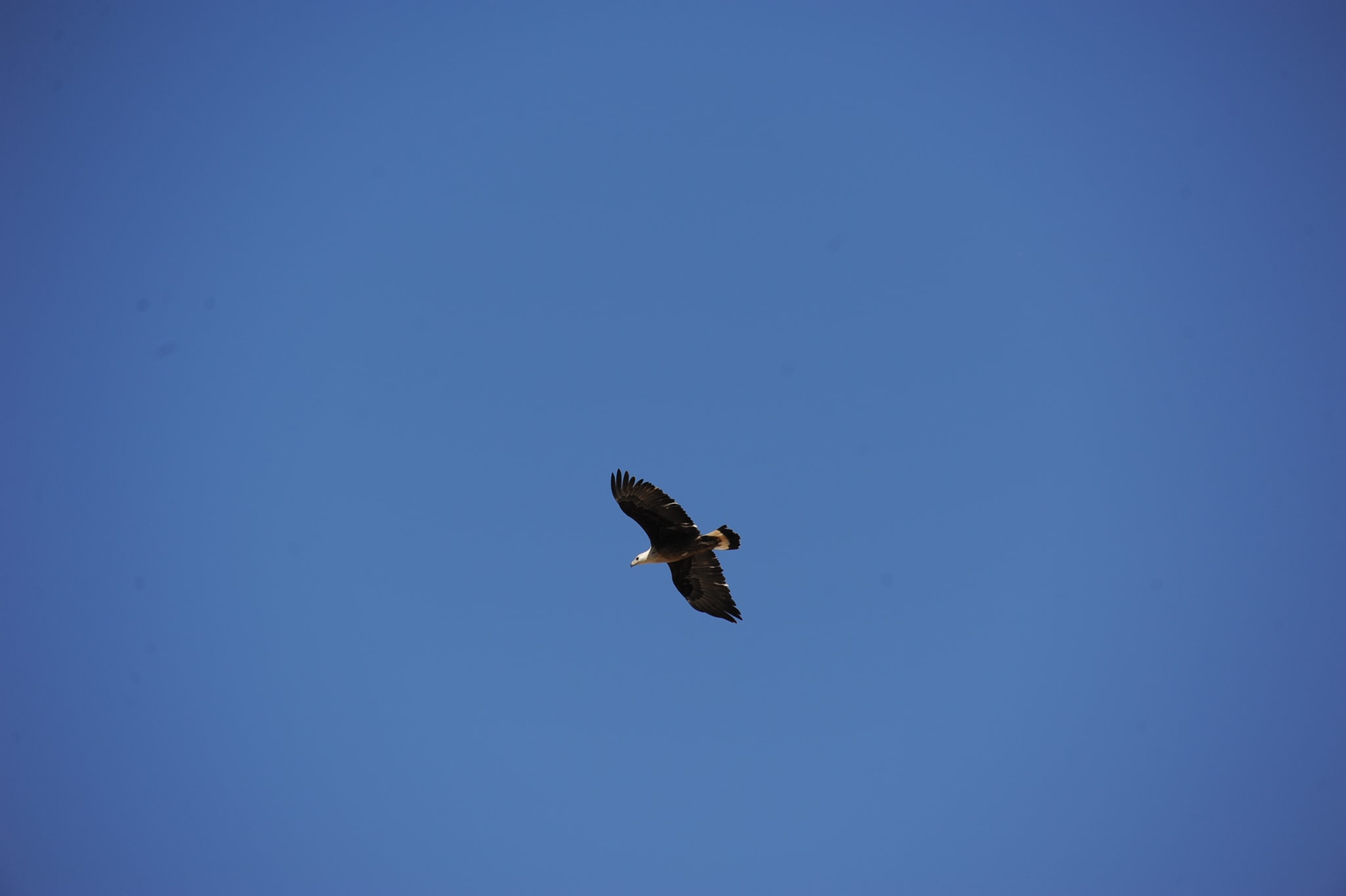 HawkWatch International – Conserving raptors and our shared environment