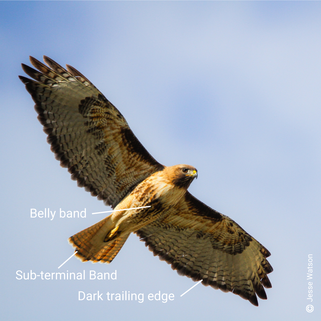 Raptor Vocab 101: Plumage – HawkWatch International