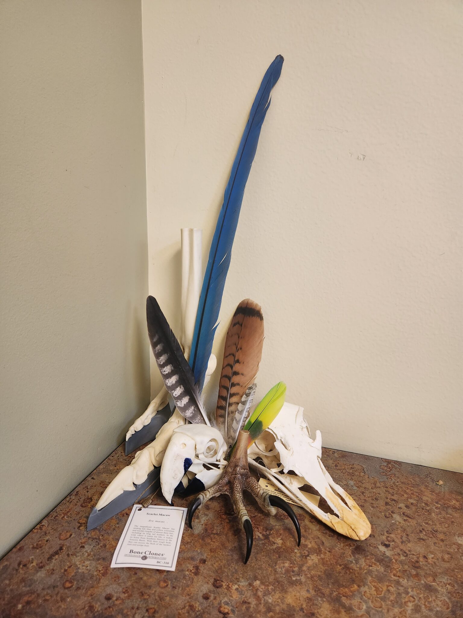 Launching the Autism Spectrum Program – HawkWatch International