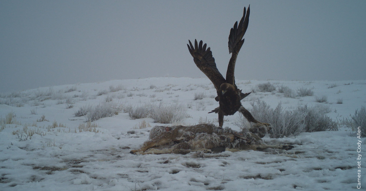 HawkWatch International – Conserving raptors and our shared environment