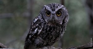 HawkWatch International – Conserving raptors and our shared environment