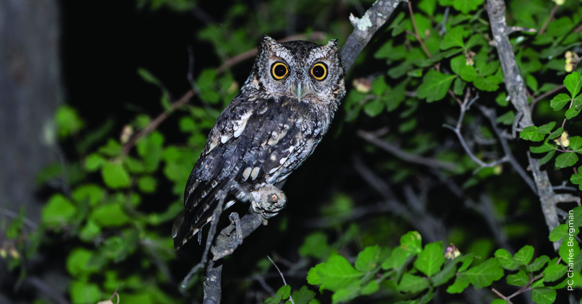 Sounds like a Screech-Owl to Me: How to Tell Screech Owls Apart ...