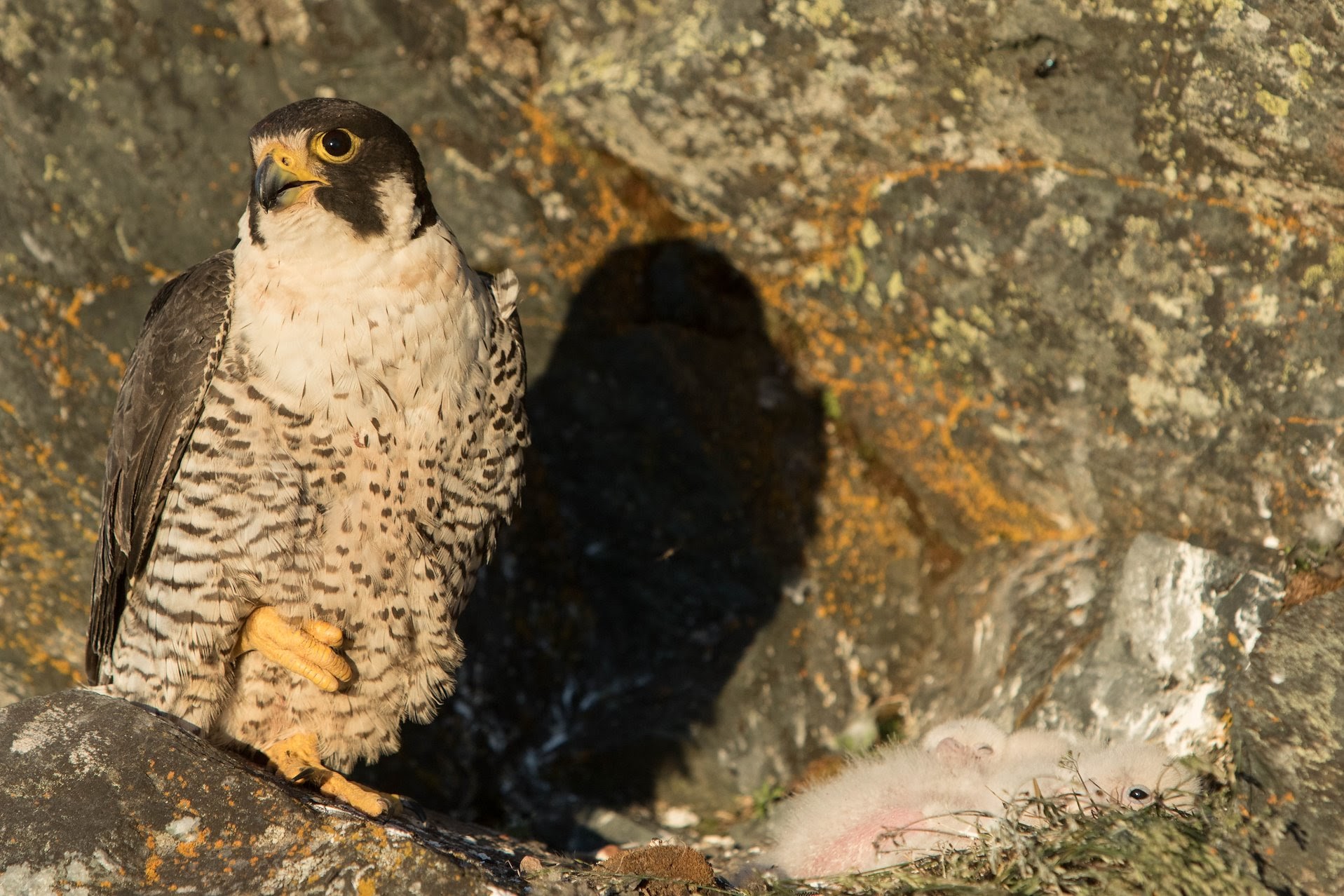 Tools and Tips for Spring Hawkwatching – HawkWatch International