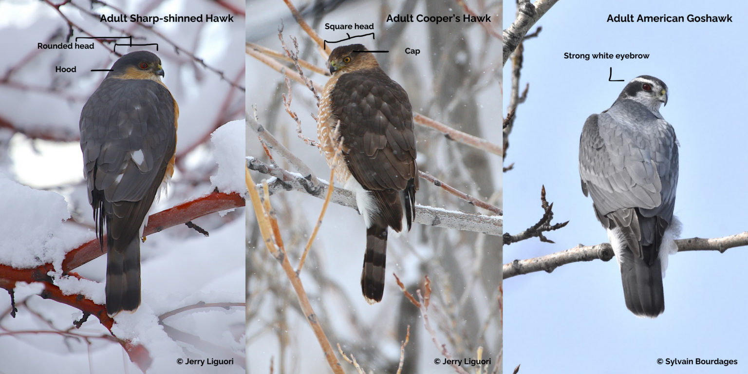 How to Tell Accipitrines Apart – HawkWatch International
