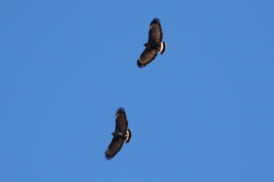 HawkWatch International Welcomes Tubac HawkWatch to Network – HawkWatch ...