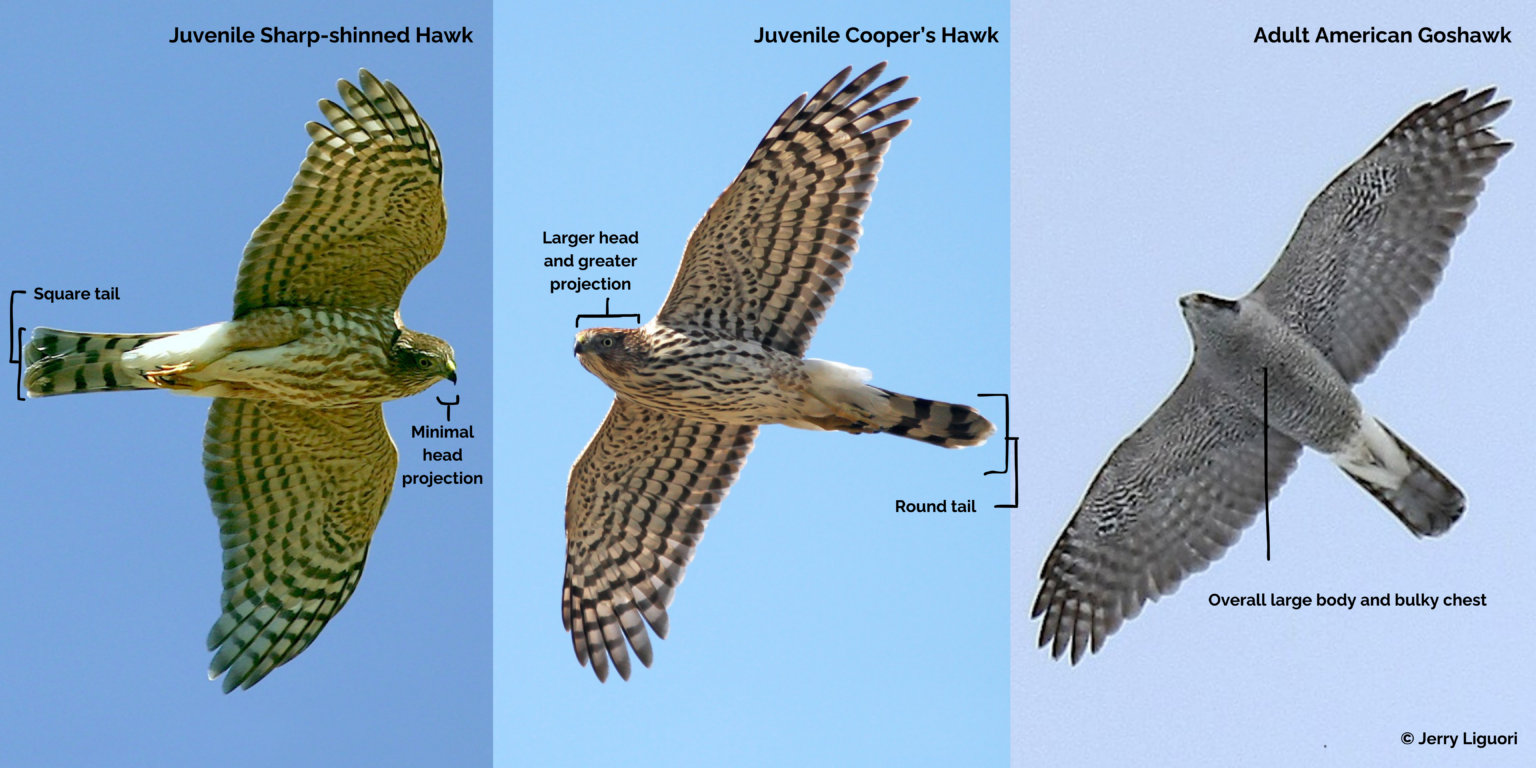 HawkWatch International – Conserving raptors and our shared environment
