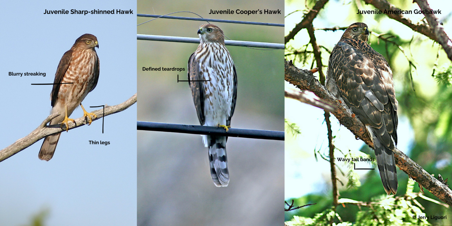 How to Tell Accipitrines Apart – HawkWatch International