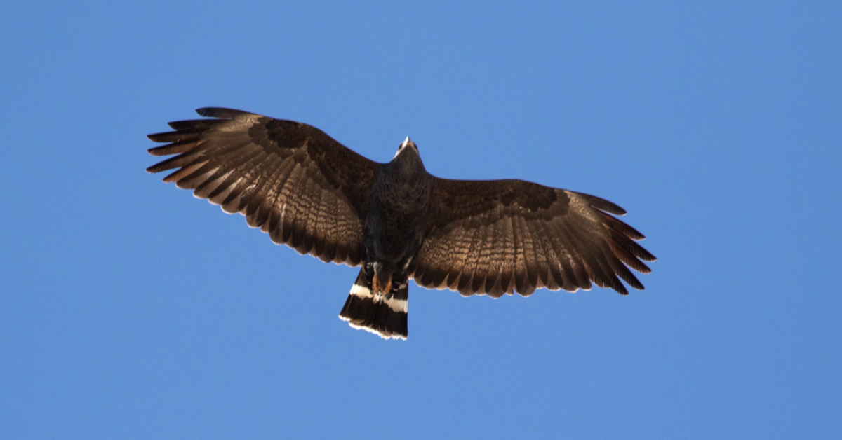 News – HawkWatch International