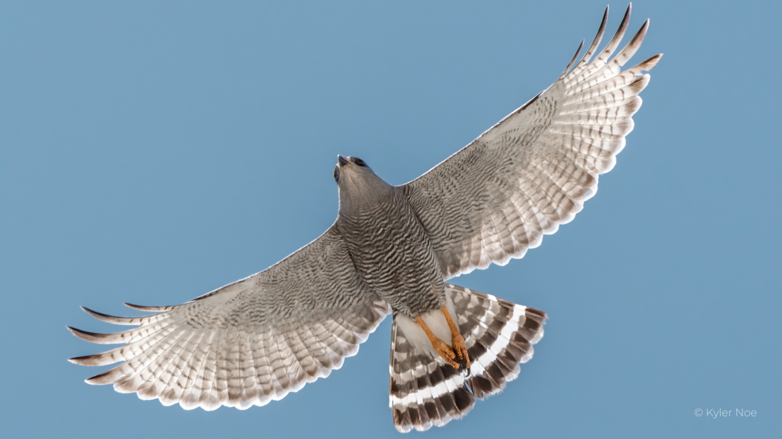 Tubac HawkWatch Field Trip with Scott Weidensaul – HawkWatch International