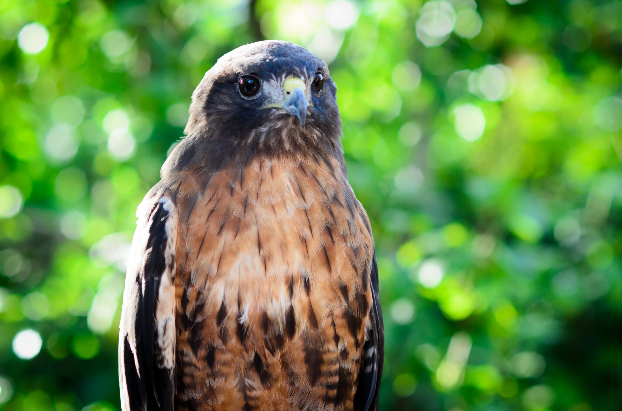 Calurus: The Oldest Known Red-tailed Hawk? – HawkWatch International