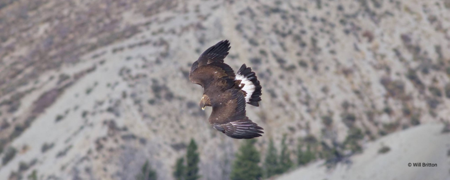 Raptor Vocab 101: Raptor Types – HawkWatch International