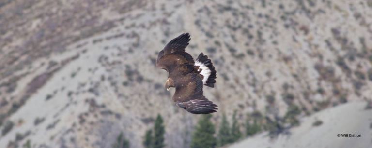 Raptor Vocab 101: Raptor Types – HawkWatch International