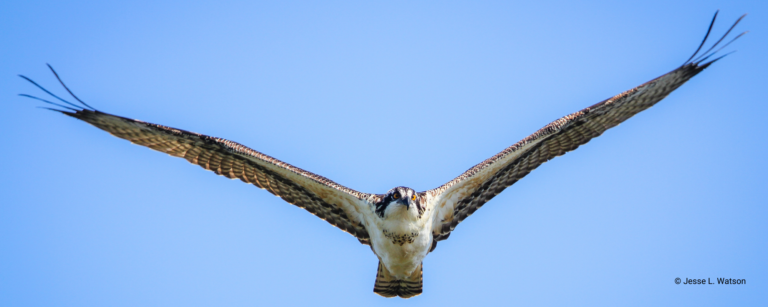 Raptor Vocab 101: Raptor Types – HawkWatch International