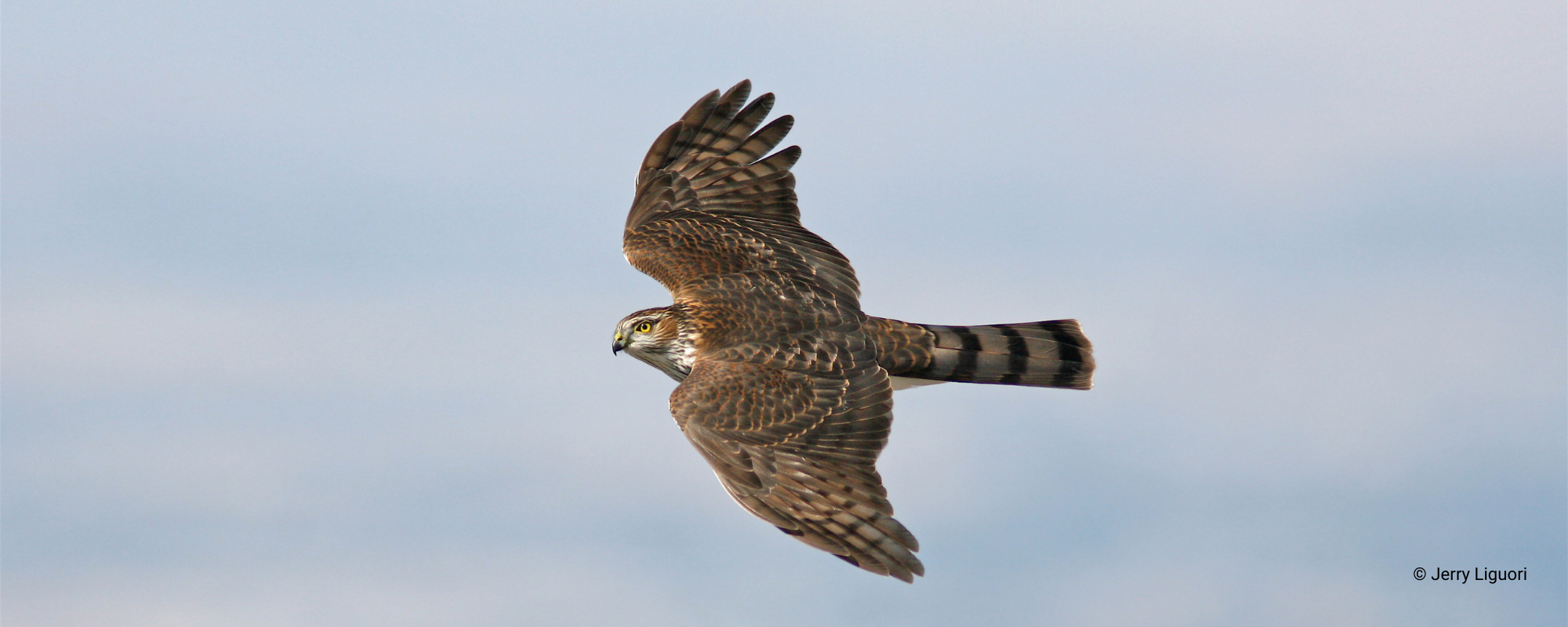 Raptor Vocab 101: Raptor Types – HawkWatch International