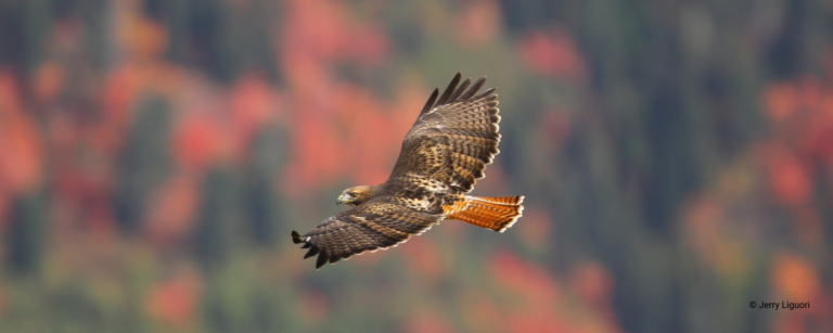 Raptor Vocab 101: Raptor Types – HawkWatch International
